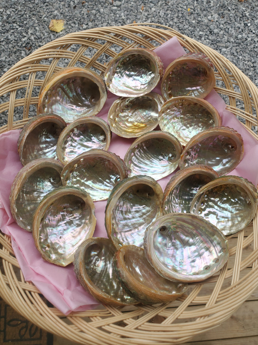 Travel Size Abalone Shell – Indigenously Infused
